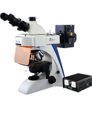 China Inverted Optical Upright Fluorescence Microscope 1000X With Multi Color Filter supplier