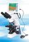 200x Wireless Digital Biological Microscope , Stereo Zoom Microscope With Digital Camera supplier