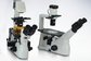 Biological Laser Scanning Fluorescence Microscopy With OSRAM 100W DC Mercury Lamp supplier