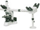 Binocular Multi Viewing Microscope EW10×/ 20 With  Halogen Lamp supplier